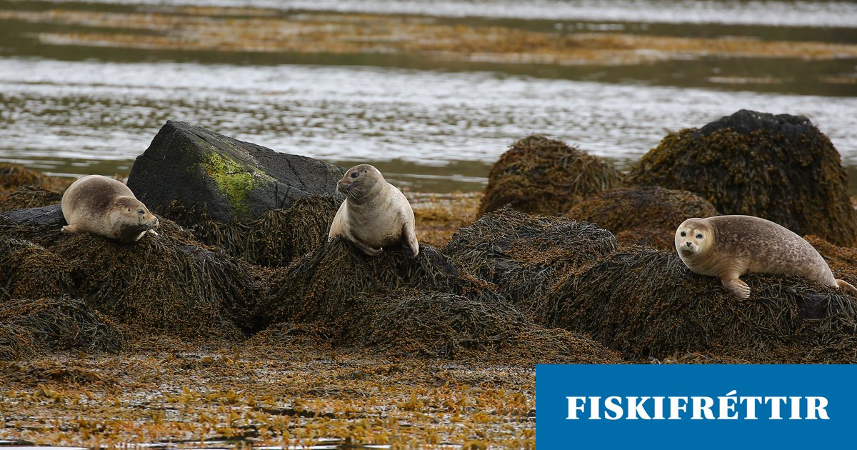 Landsel fjölgar hægt