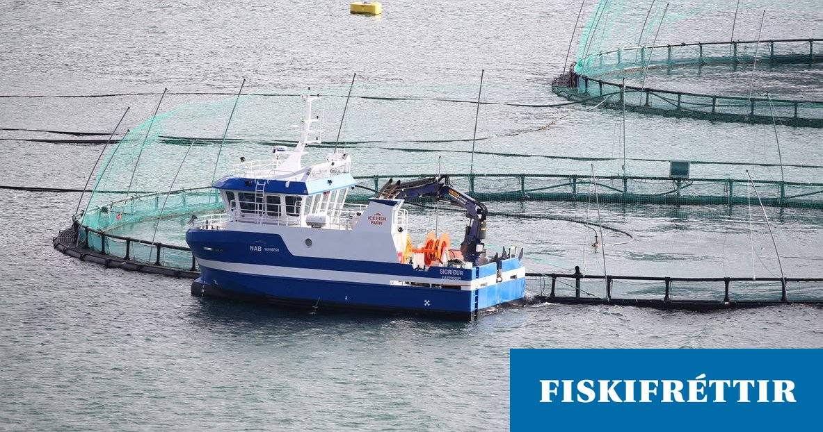 Ófrjór eldislax stendur sig vel
