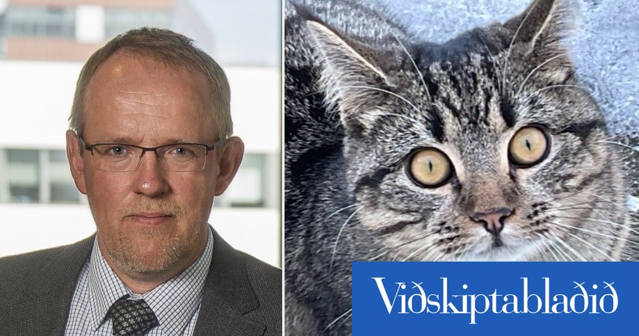 Þéttir kettir á Hellu