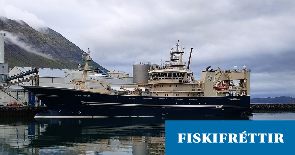 Fallegar síldartorfur við Bakkaflóadjúp