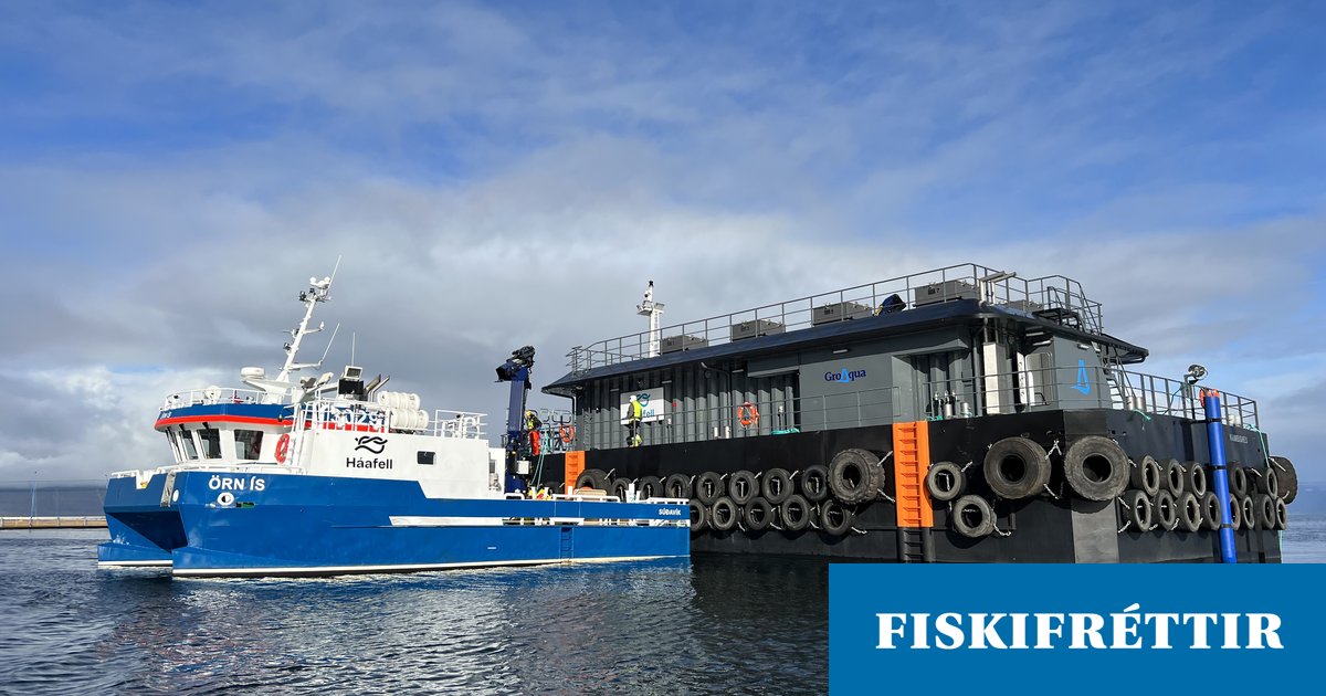 Fóðurgjöf í öllum veðrum frá fjarstýrðum pramma