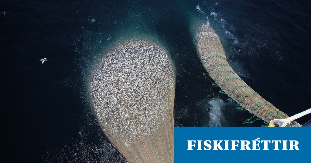 Síld á stóru svæði í Héraðsflóanum