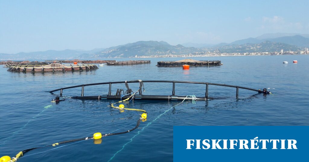 Eldislax sleppi við lús í kvíum undir tíu metrum