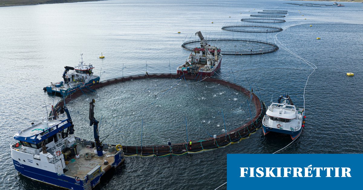 Sjálfvirk vél til að hindra kynþroska eldislaxa
