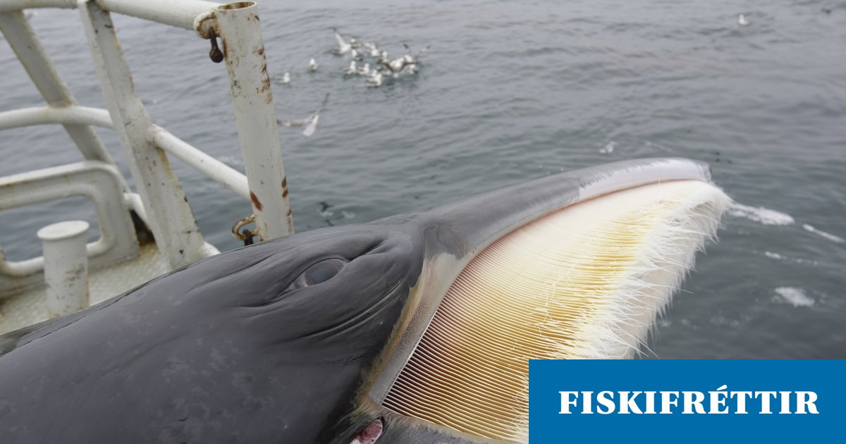 Hvalir merktir með nýrri gerð gervitunglamerkja