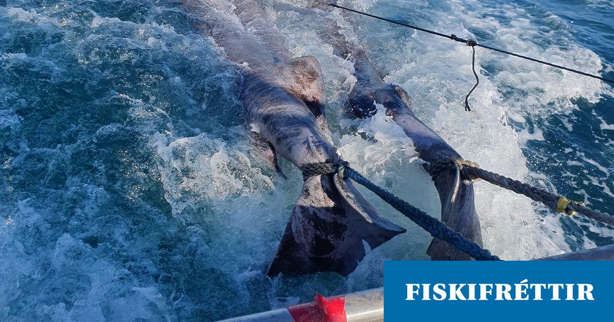 Hákarlaveiðin eins og hjá mönnum í gamla daga
