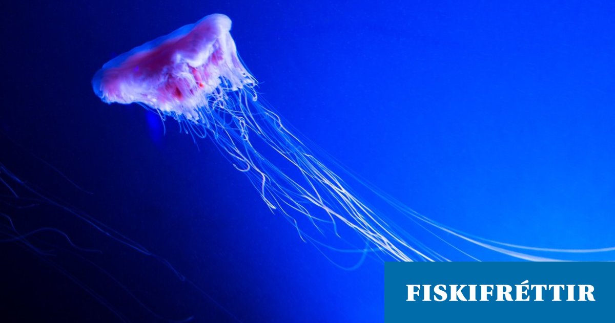 Marglyttur geta drepið fisk þótt þær séu farnar