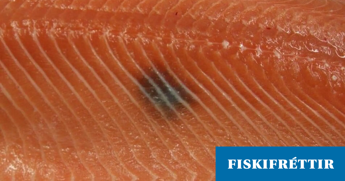 Svartir blettir í holdi eldislax
