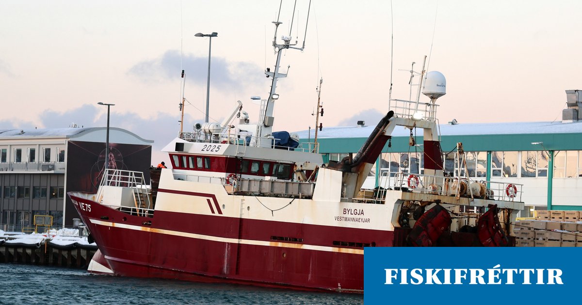 Bylgja VE landar karfa í Reykjavík