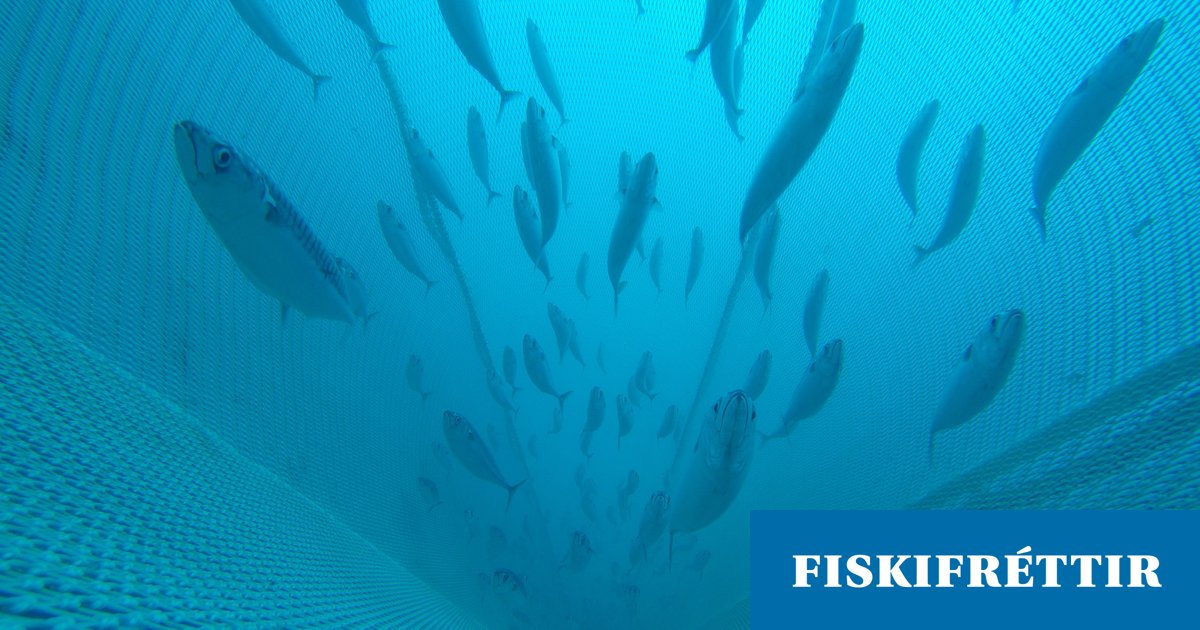 Þróa búnað sem metur stærð fisks í hafinu
