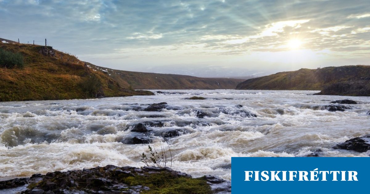 Staðfest að 10 af 30 löxum eru eldislaxar