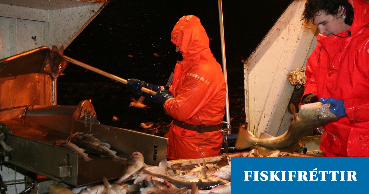 Vilja grisja afræningja í keiluhólfum