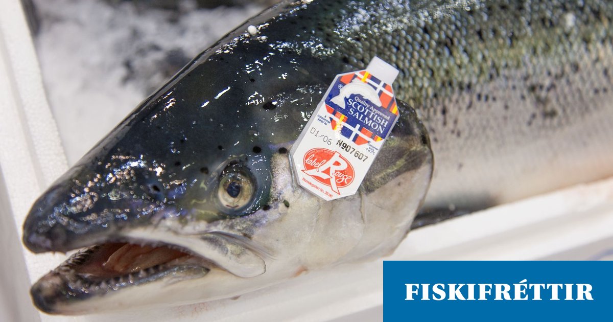 Indlandsmarkaður opnast fyrir skoskan eldislax