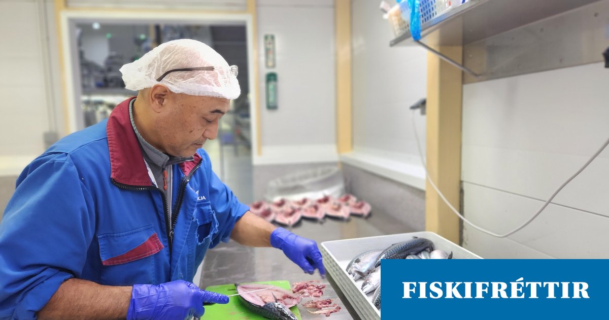 Eskja vann 20.000 tonn af norsk-íslenskri síld á mánuði