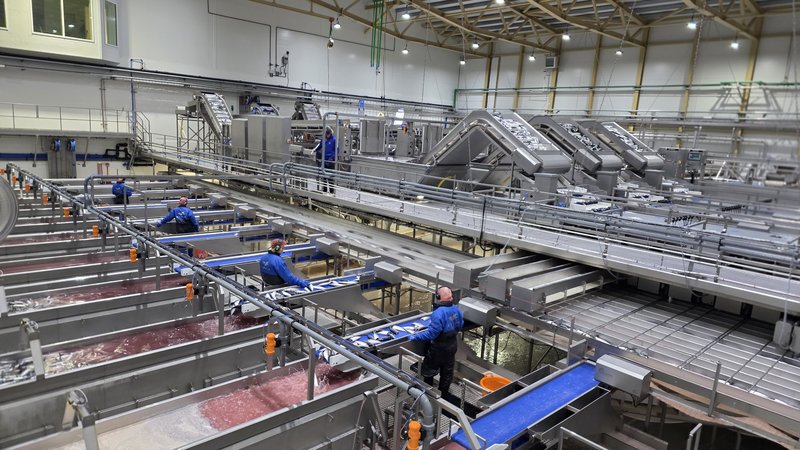 Eskja vann 20.000 tonn af norsk-íslenskri síld á mánuði