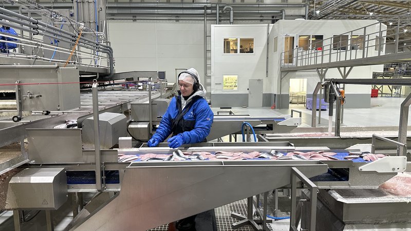 Eskja vann 20.000 tonn af norsk-íslenskri síld á mánuði