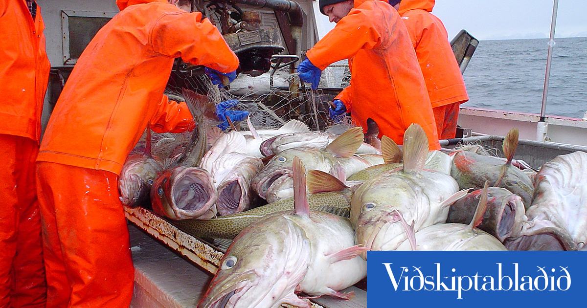 Skýrslur og fiskar undir steinum