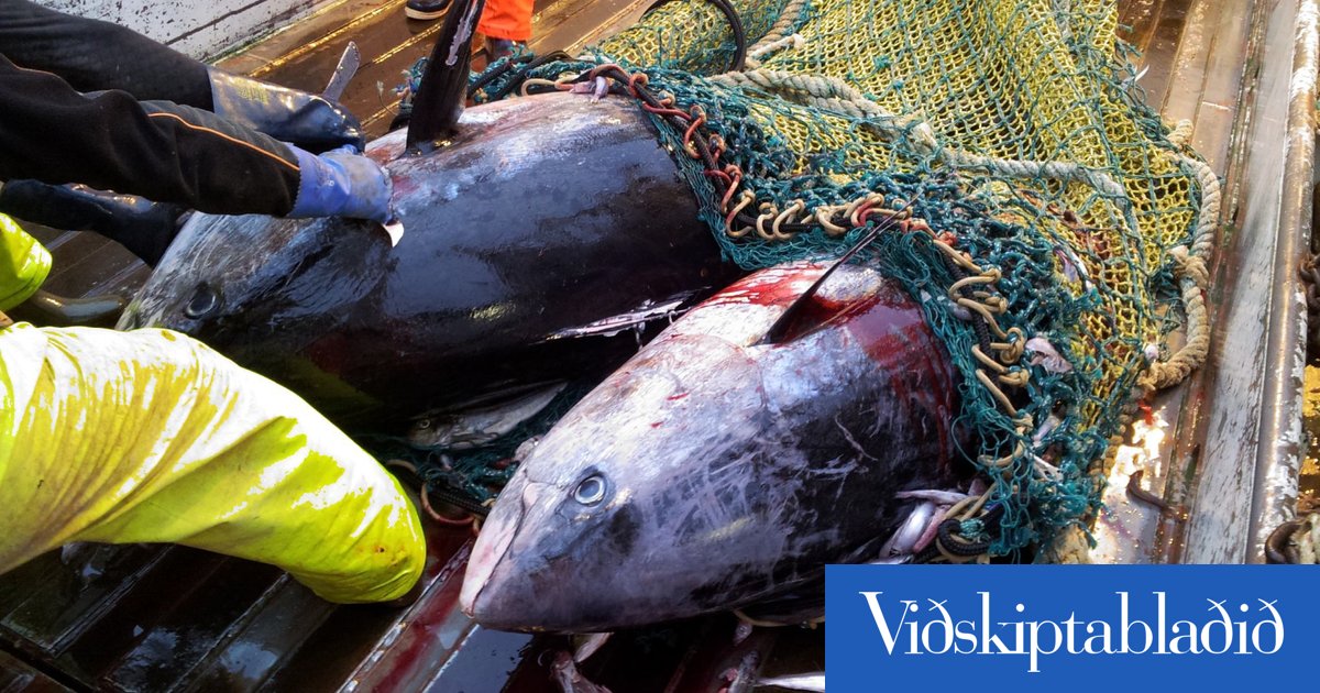 Íslenskt fiskiskip veiðir túnfisk