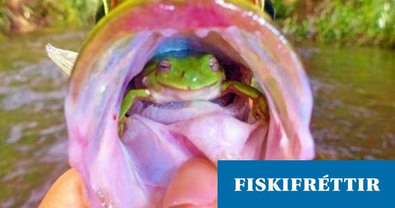 Lifandi froskur í koki fisks